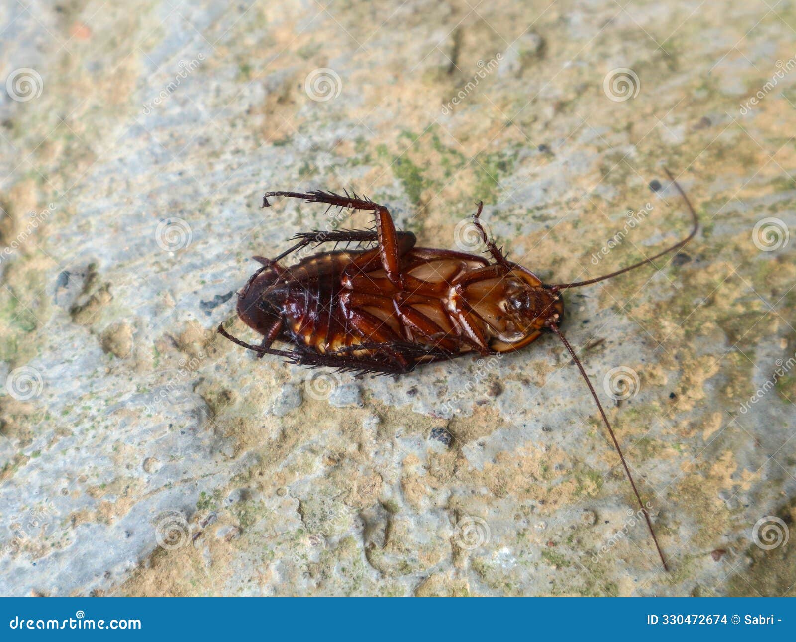 Dead cockroach lay below stock photo. Image of crawling - 330472674