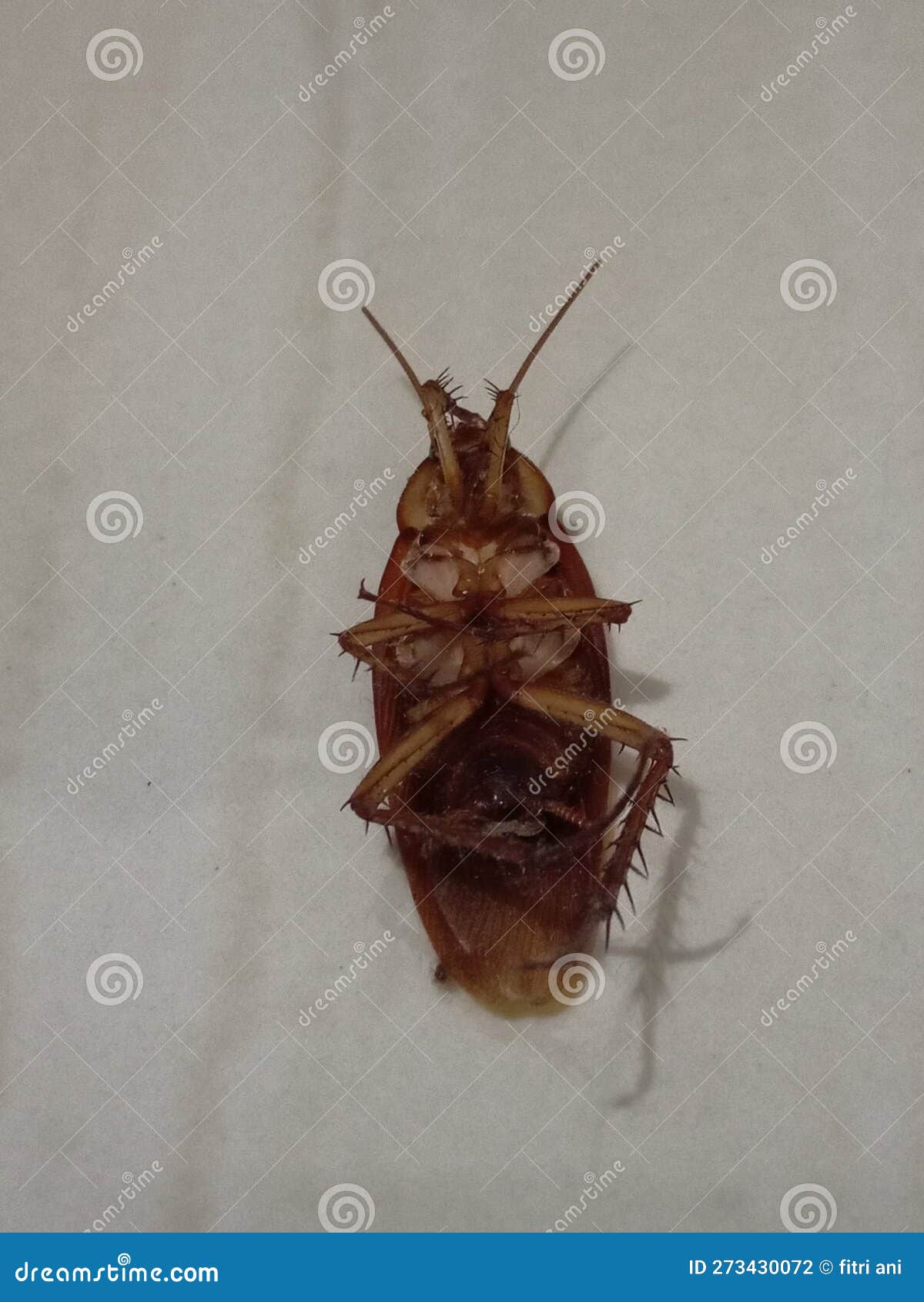 A Dead Cockroach Lying on Its Back Stock Photo - Image of back, dead ...