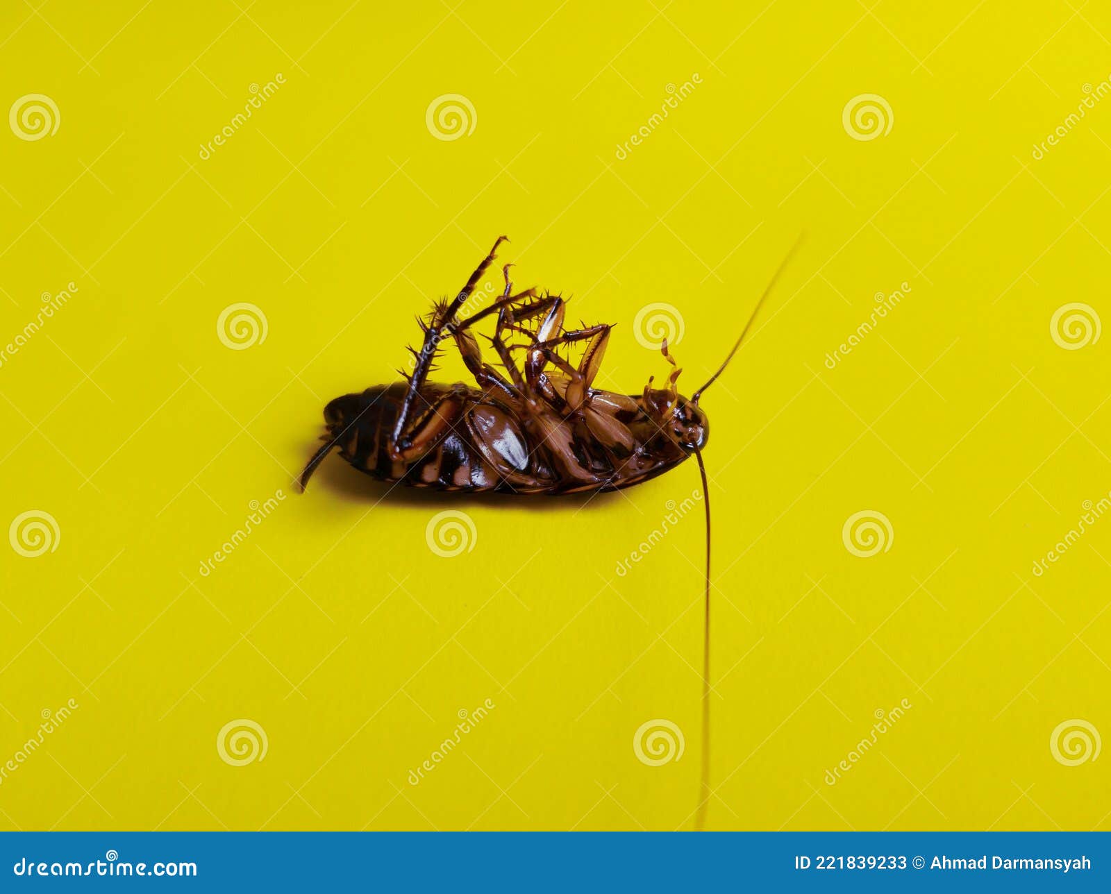 A Dead Cockroach Lying Upside Down with Yellow Background Stock Image ...