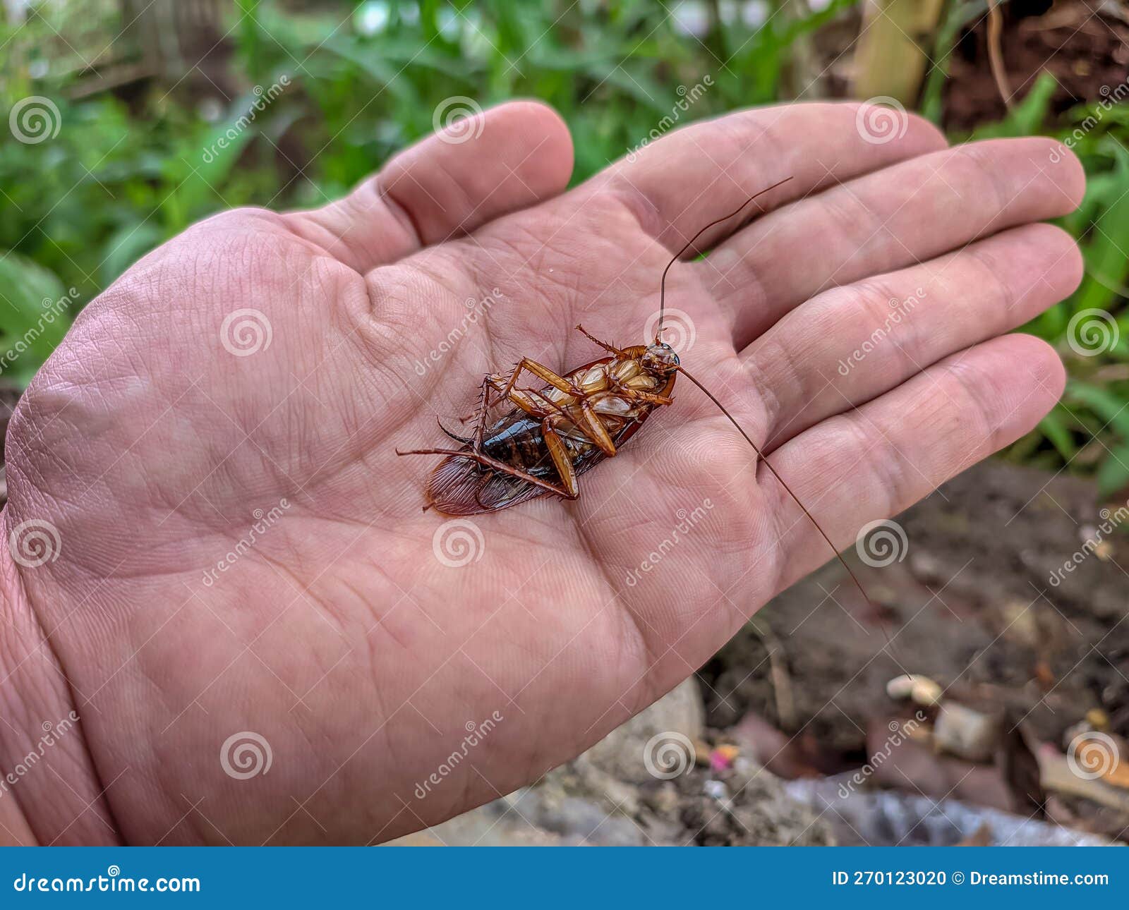 A Dead Cockroach on Man Hand Stock Photo - Image of back, finger: 270123020