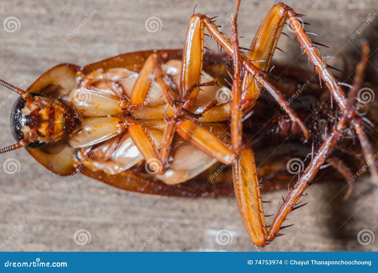 Dead cockroach stock photo. Image of infest, pesticide - 74753974
