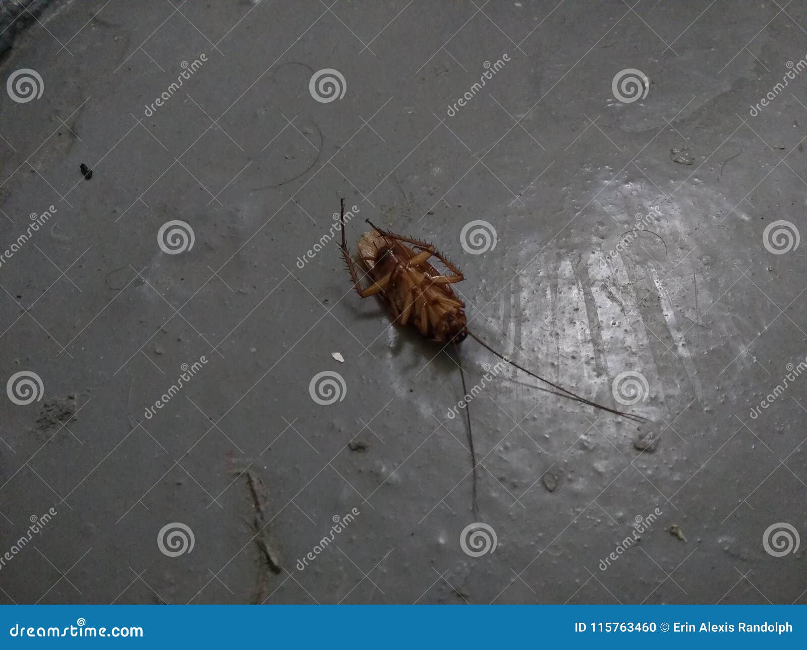 Dead Cockroach, Pest Control, Extermination Stock Photo - Image of ...