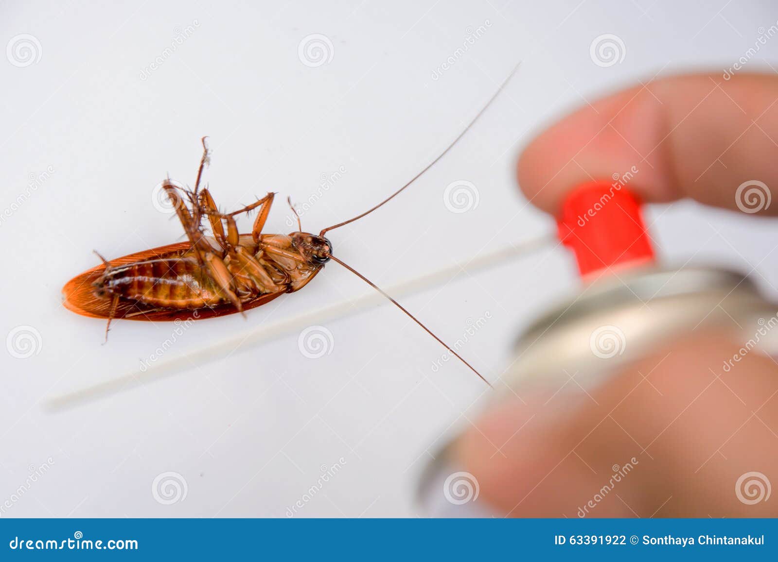Dead Cockroach and Pest Killer Spray Stock Photo - Image of holding ...
