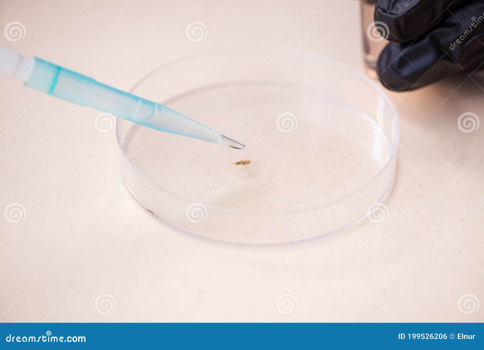 Brown Cockroach in Petri Dish on the Table Stock Photo - Image of ...