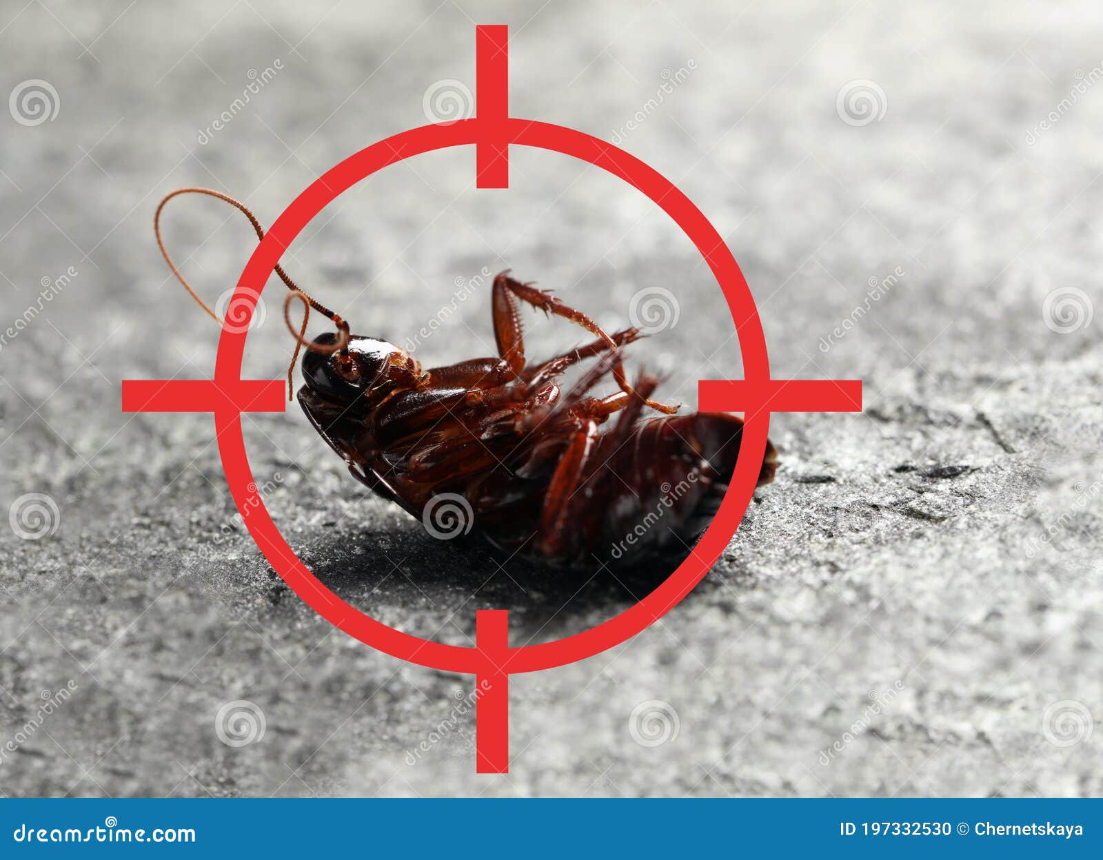 Dead Cockroach with Red Target Symbol on Grey Surface. Pest Control ...