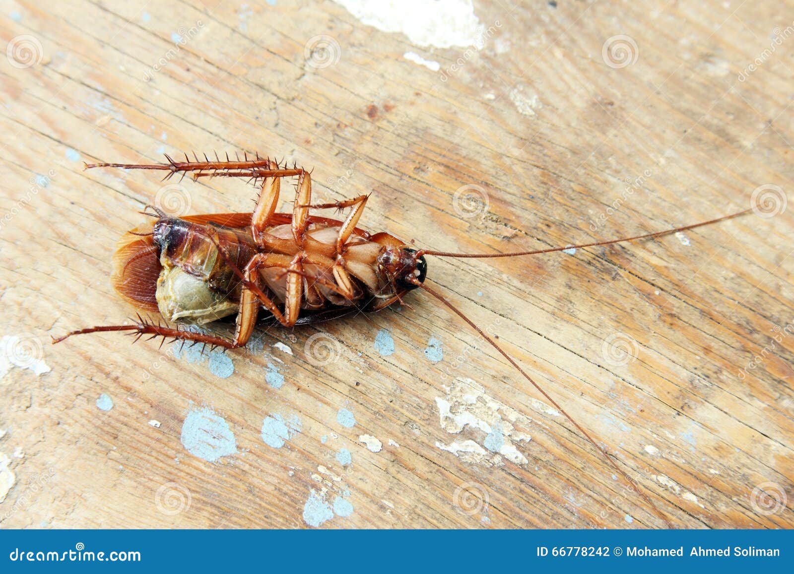 Dead cockroach stock photo. Image of hygiene, crossed - 66778242