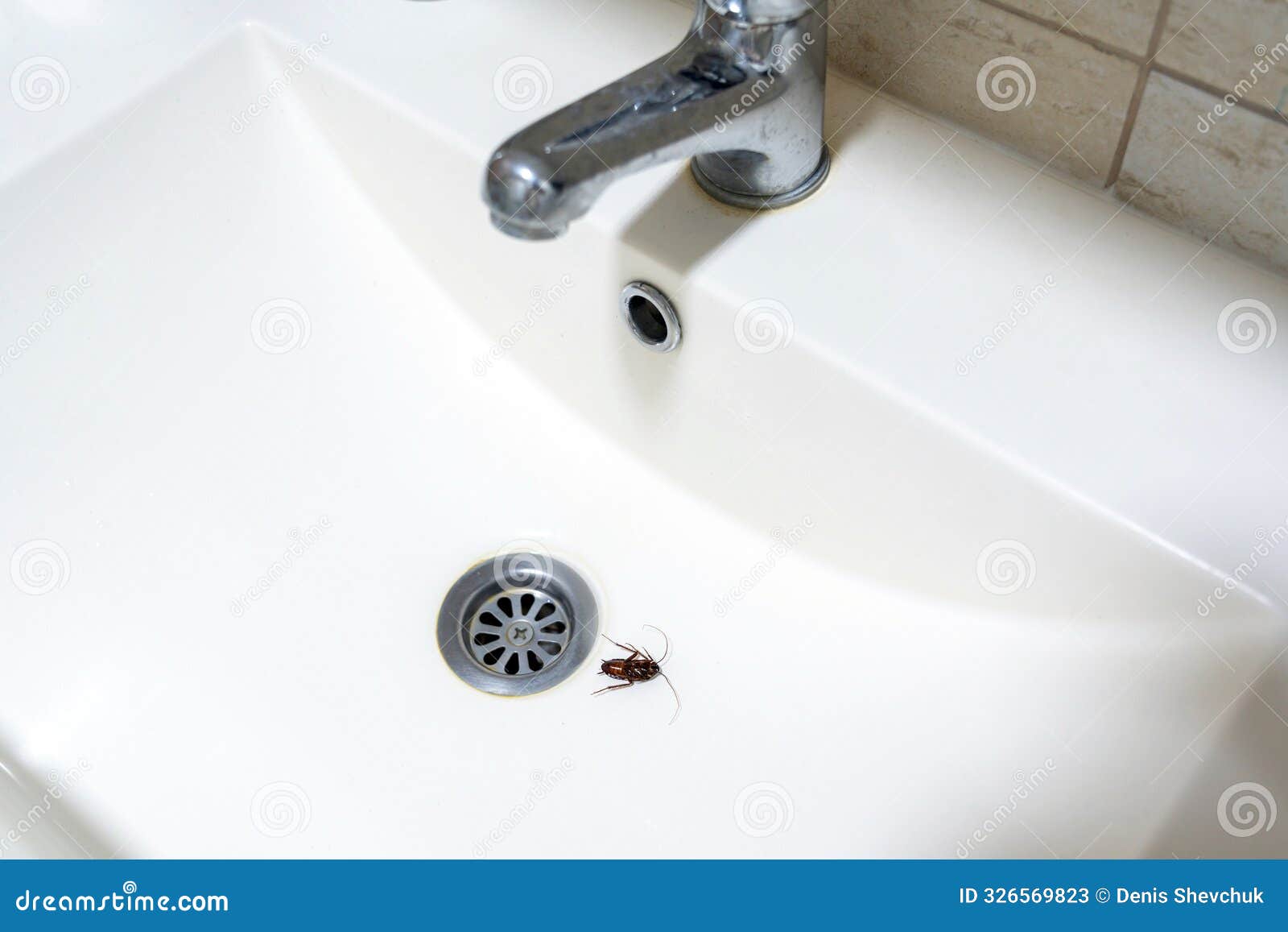 Dead Cockroach in the Sink, Contrast of Cleanliness and Unpleasant ...