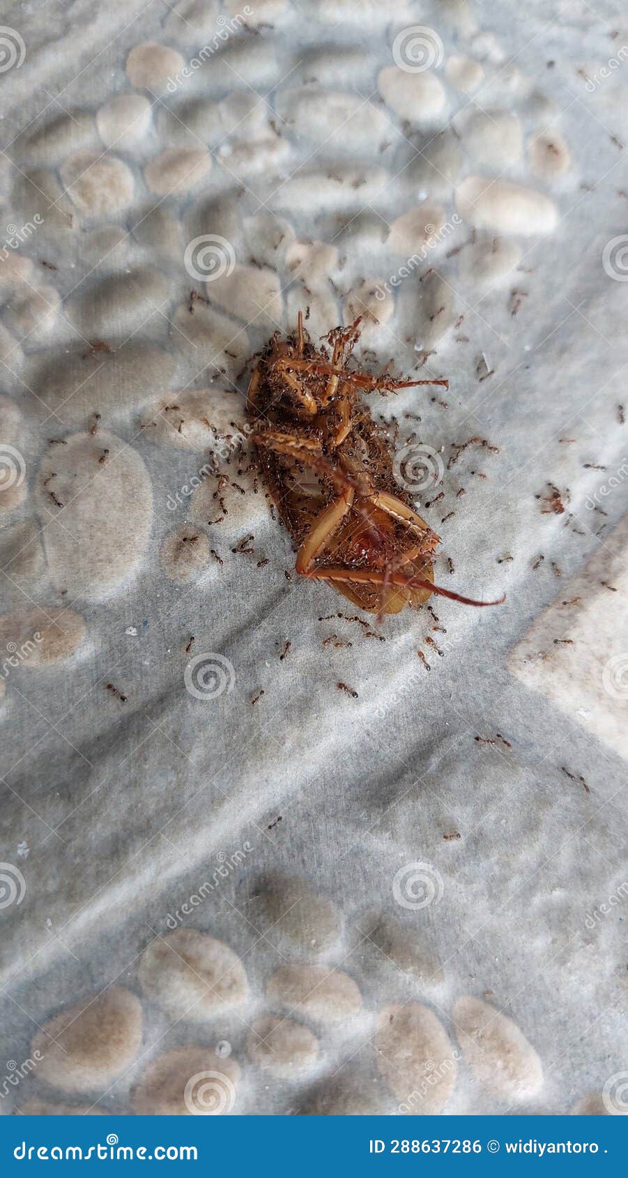 Dead Cockroach Surrounded by Ants Stock Photo - Image of surrounded ...