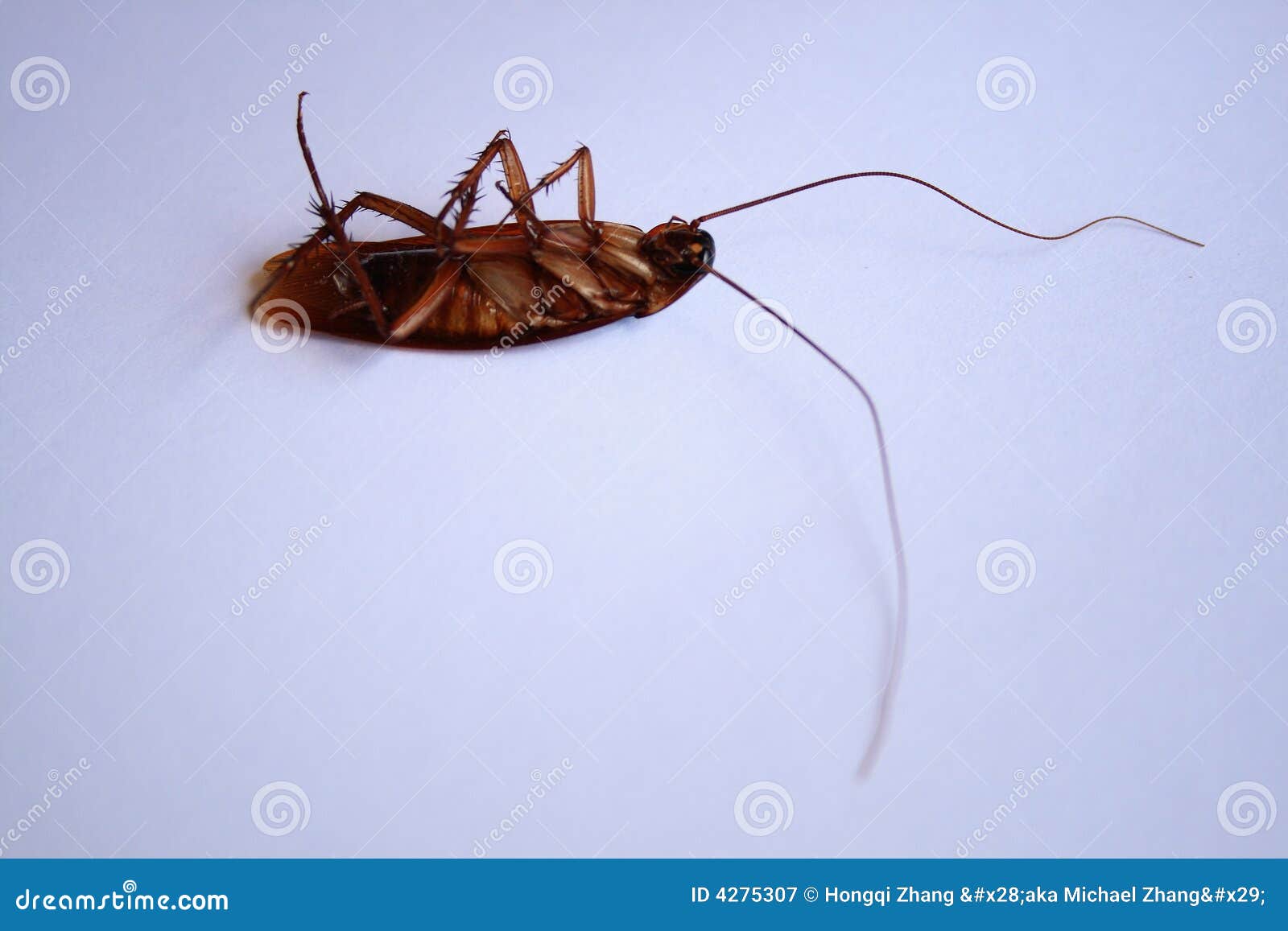 Dead cockroach on table stock image. Image of bacteria - 4275307