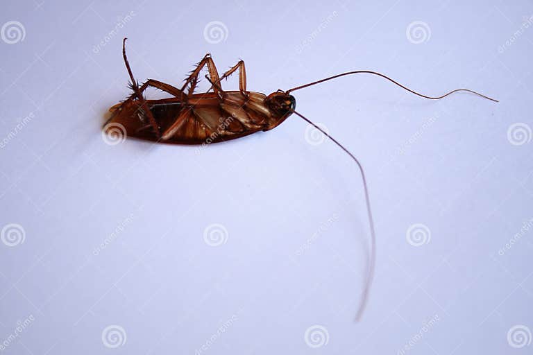 Dead cockroach on table stock image. Image of bacteria - 4275307