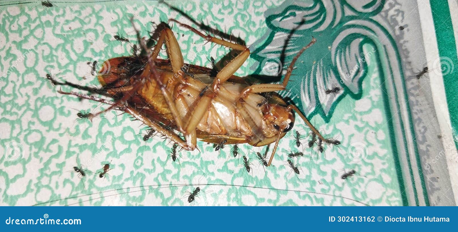 Dead Cockroach stock photo. Image of ants, cockroach - 302413162