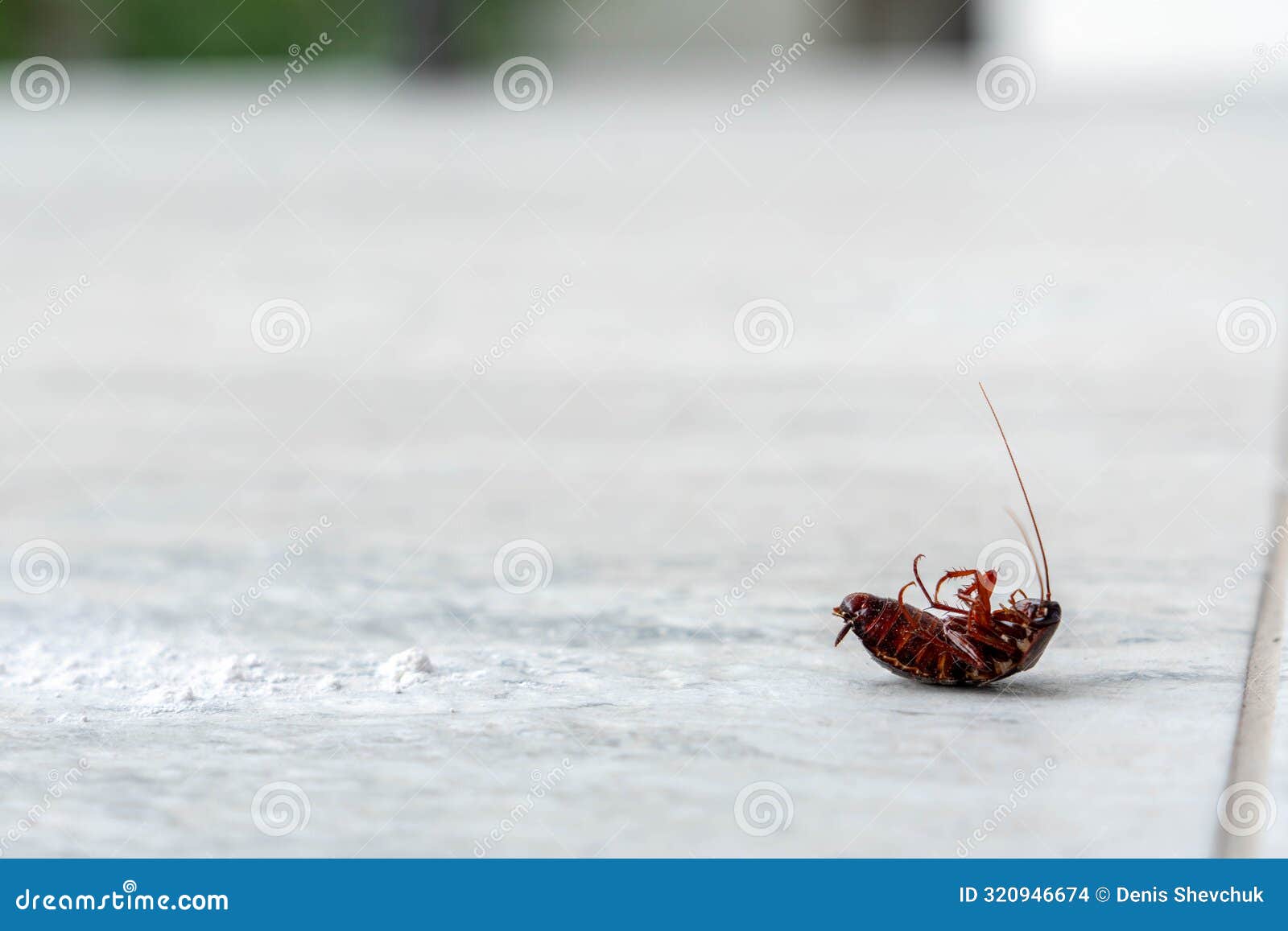 Dead Cockroach Upside Down on the Floor. Pest Control Concept Stock Photo - Image of control ...