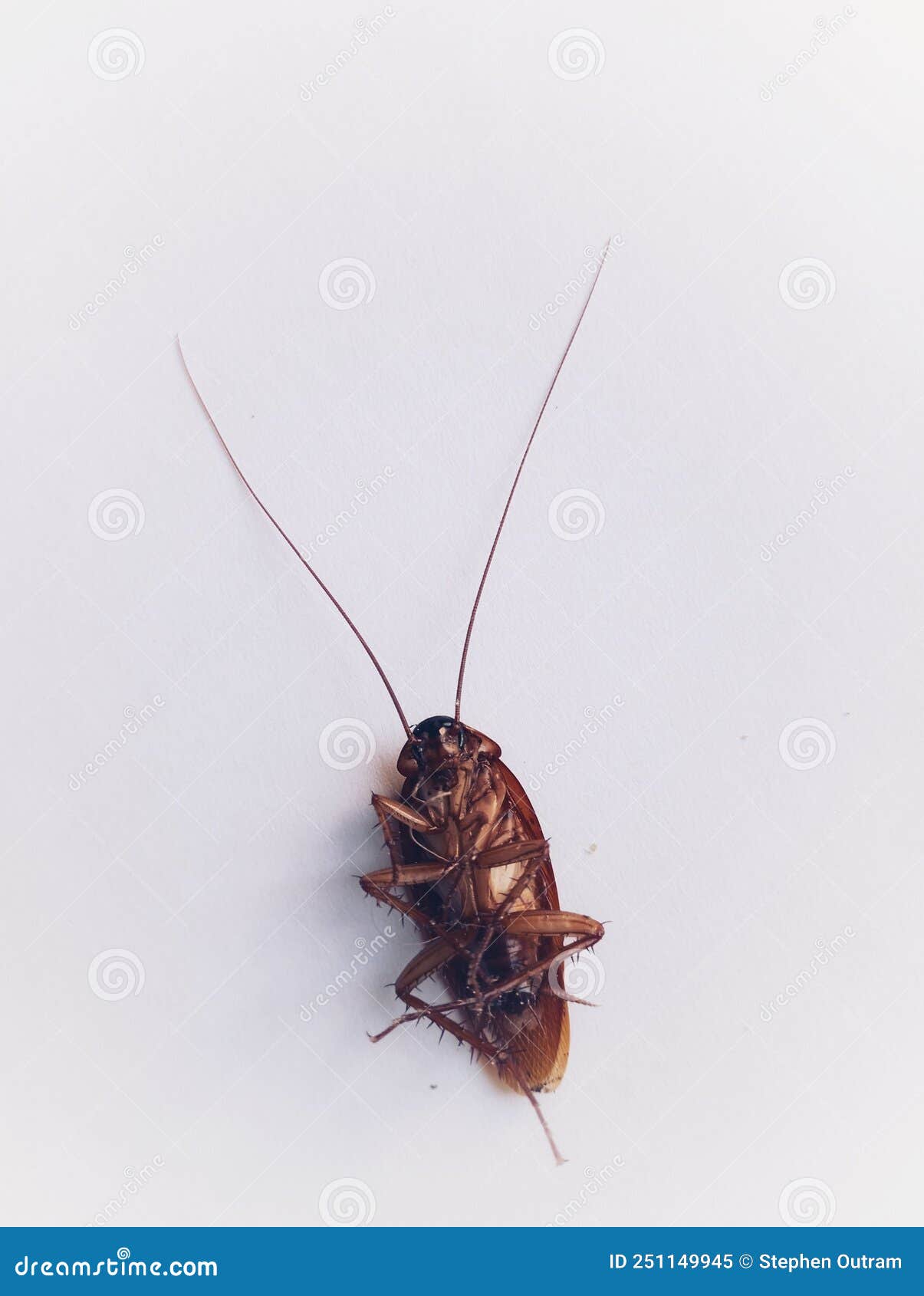 Dead Cockroach on White Background Stock Image - Image of space, body ...