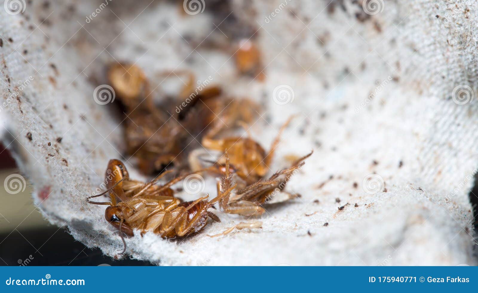 Dead Cockroaches On Grey Background. Concept The Problem In The House ...