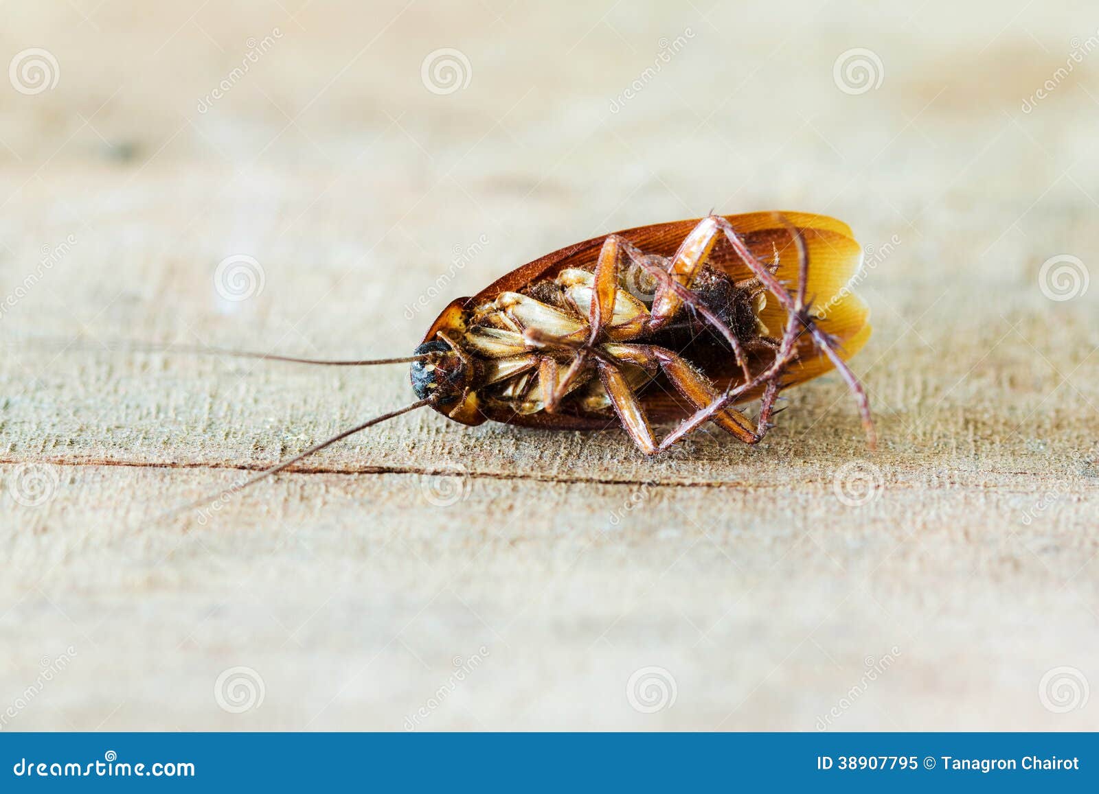 Dead cockroaches stock image. Image of body, disease - 38907795