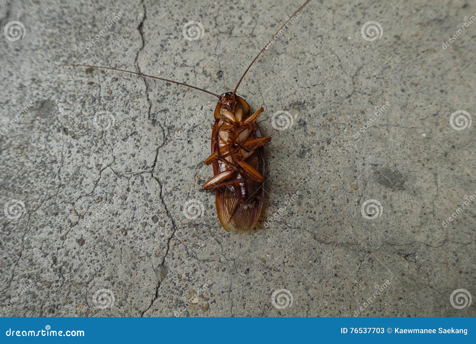 Dead cockroaches on floor stock image. Image of exterminator - 76537703