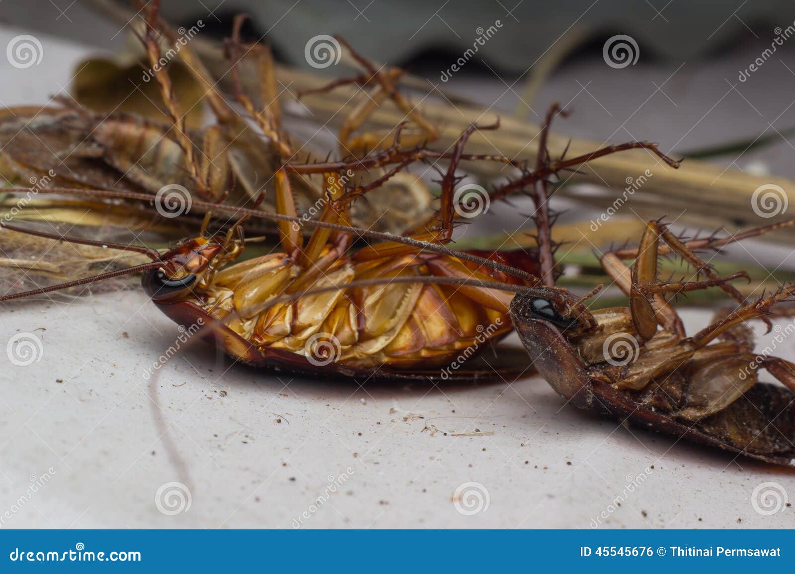 Dead cockroaches stock photo. Image of macro, death, dirty - 45545676