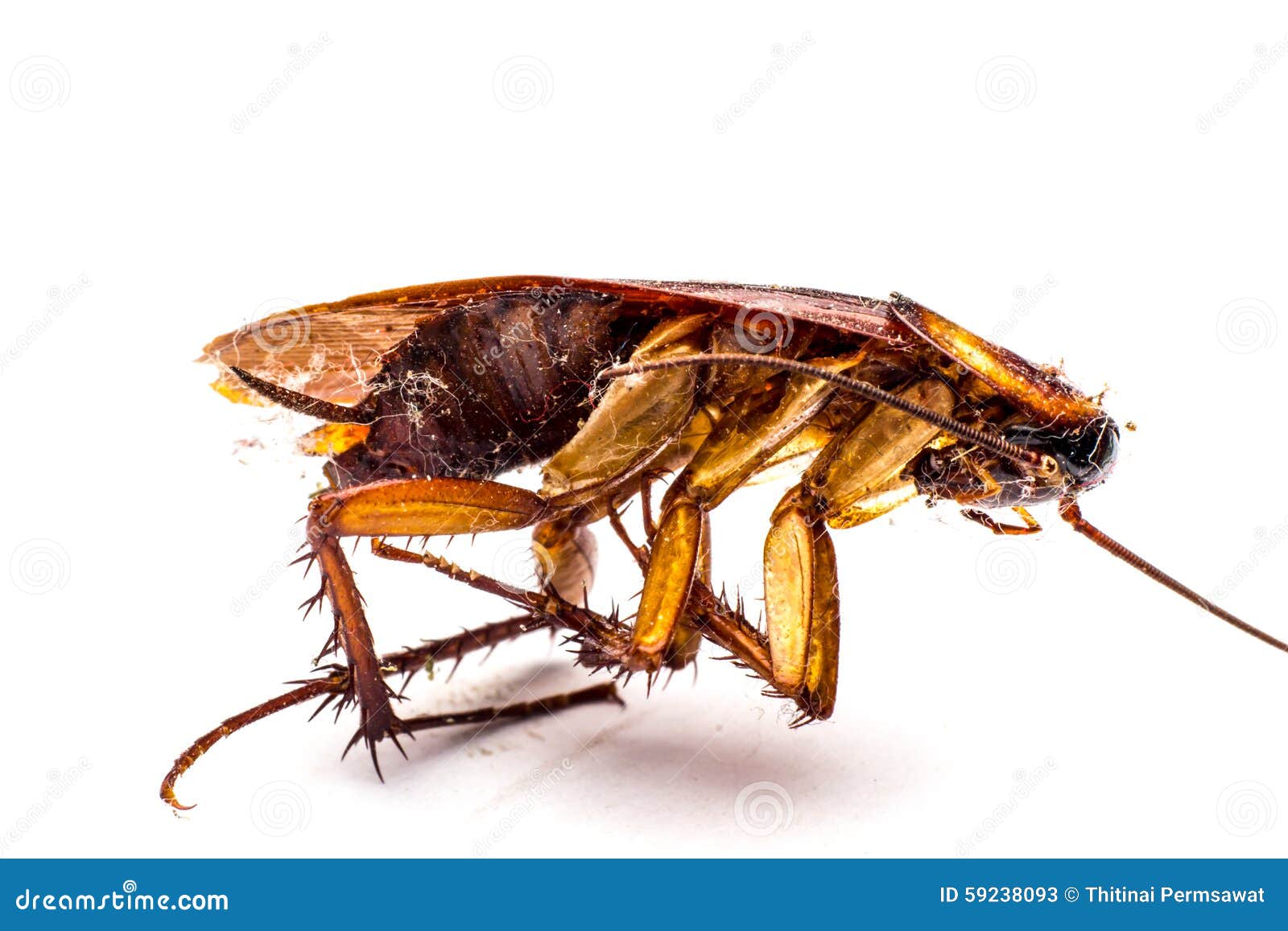 Dead cockroaches stock image. Image of small, isolated - 59238093
