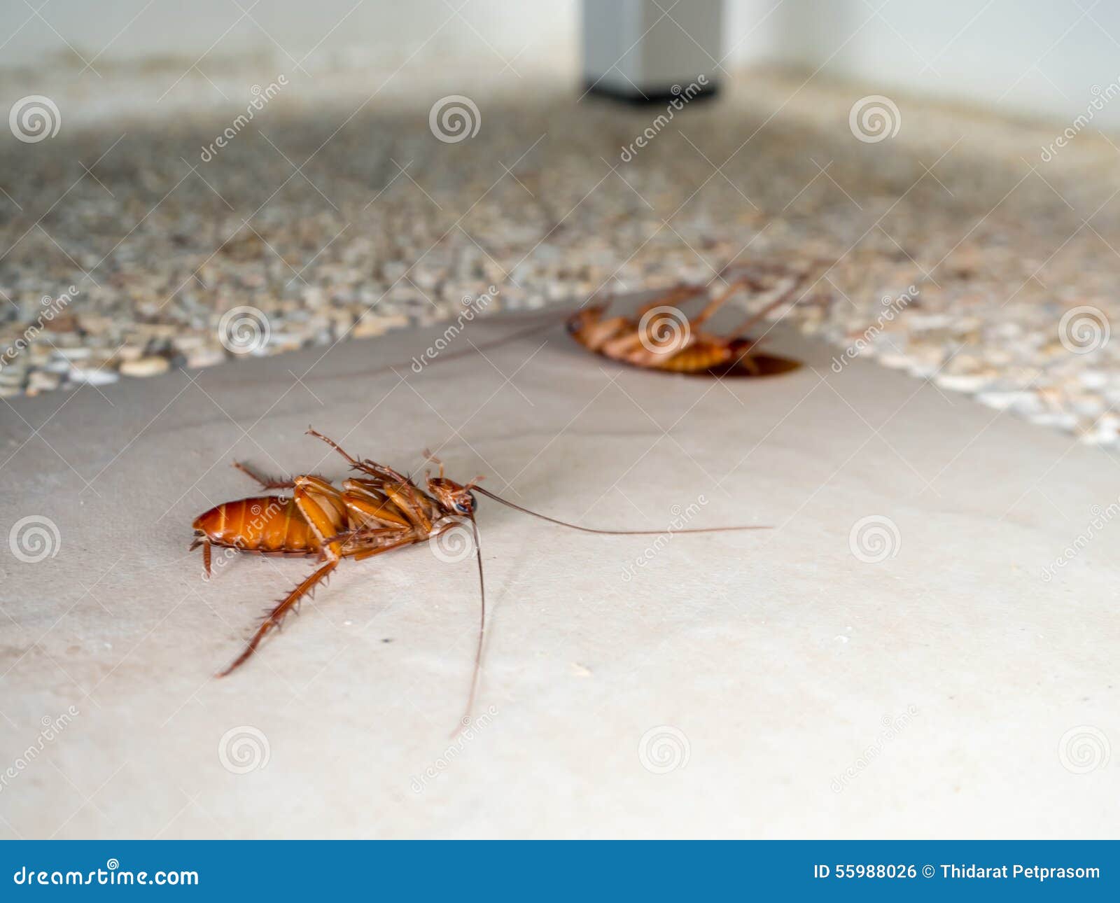 Dead Cockroaches on the Floor in Home Stock Photo - Image of dirt ...