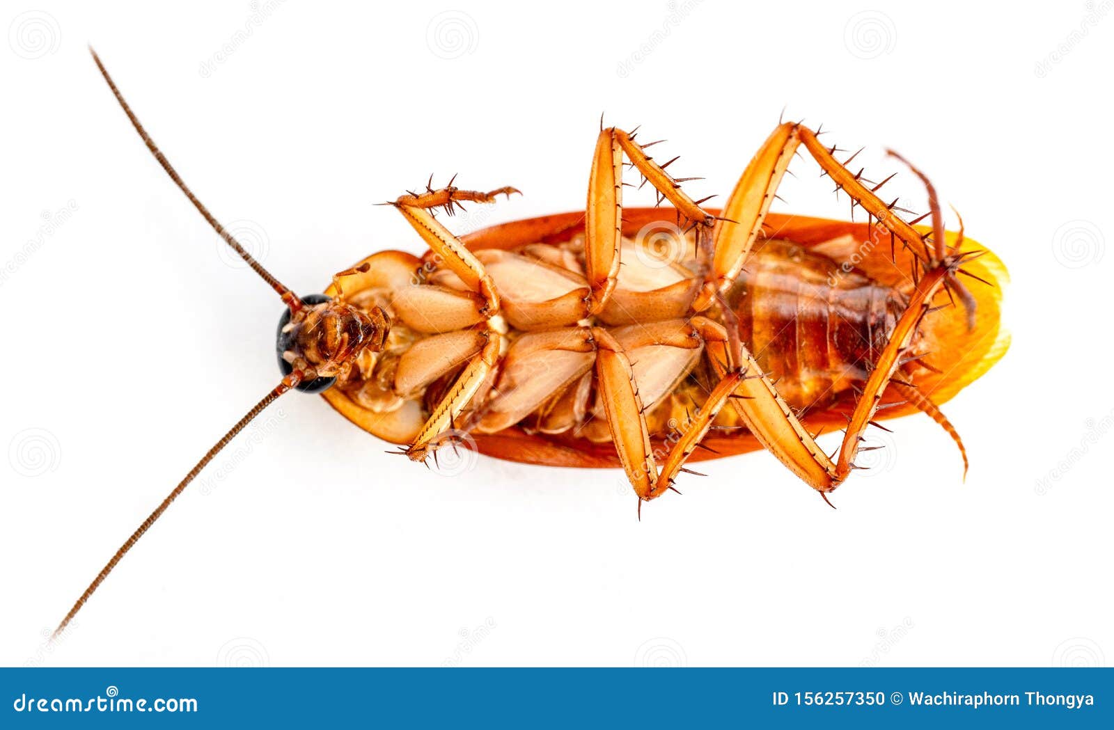 Cockroaches Isolated On White Background Royalty-Free Stock Photography ...