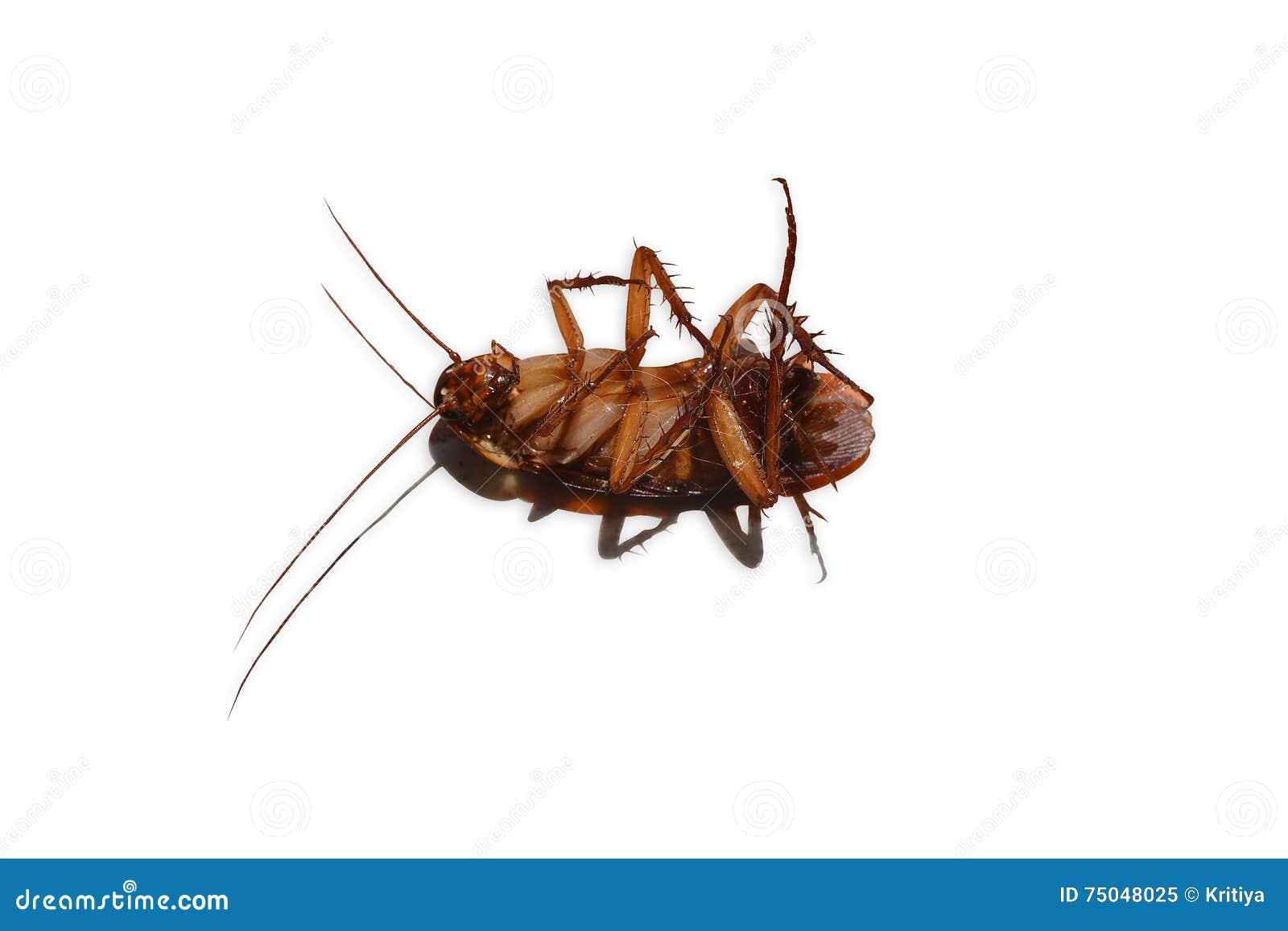 Cockroaches Isolated On White Background Royalty-Free Stock Photography ...