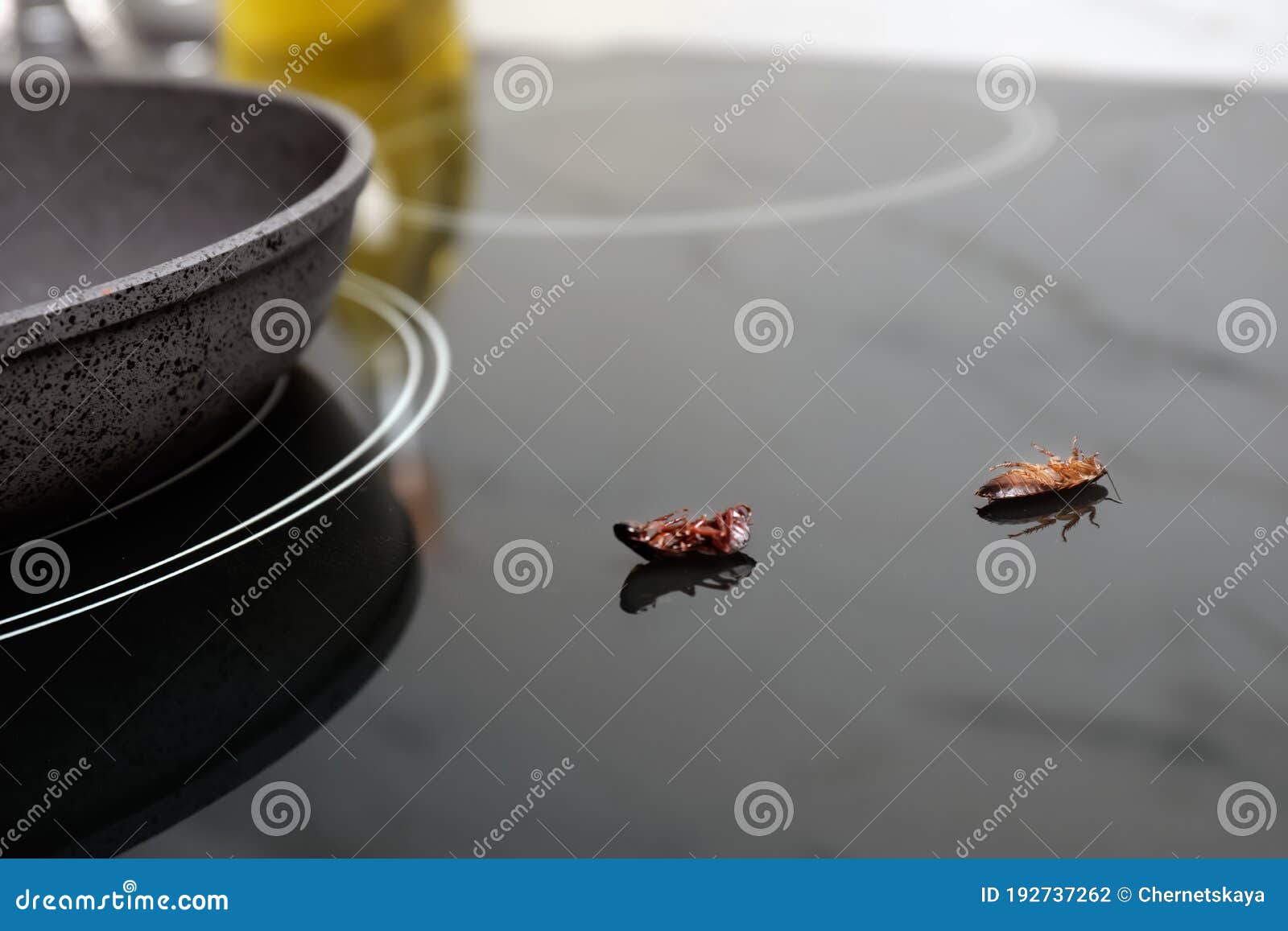 Dead Cockroaches in Kitchen. Pest Control Stock Photo - Image of ...