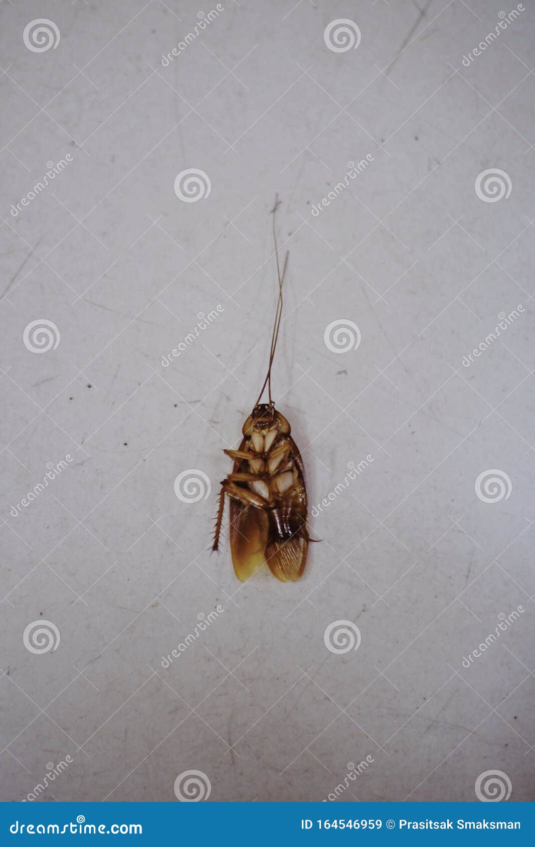 Dead cockroaches stock image. Image of dead, cockroaches - 164546959