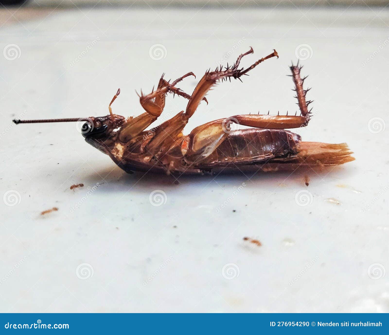 Dead Cockroaches are Surrounded by Ants Stock Photo - Image of ants ...