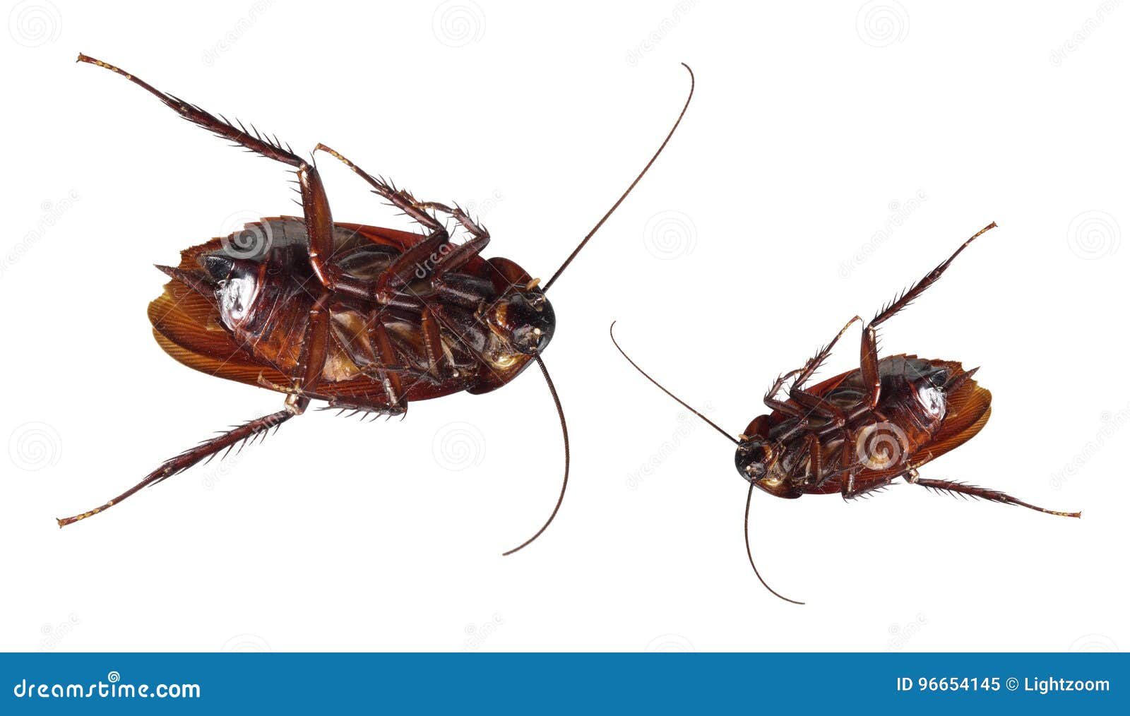 Dead Cockroaches On Grey Background. Concept The Problem In The House ...