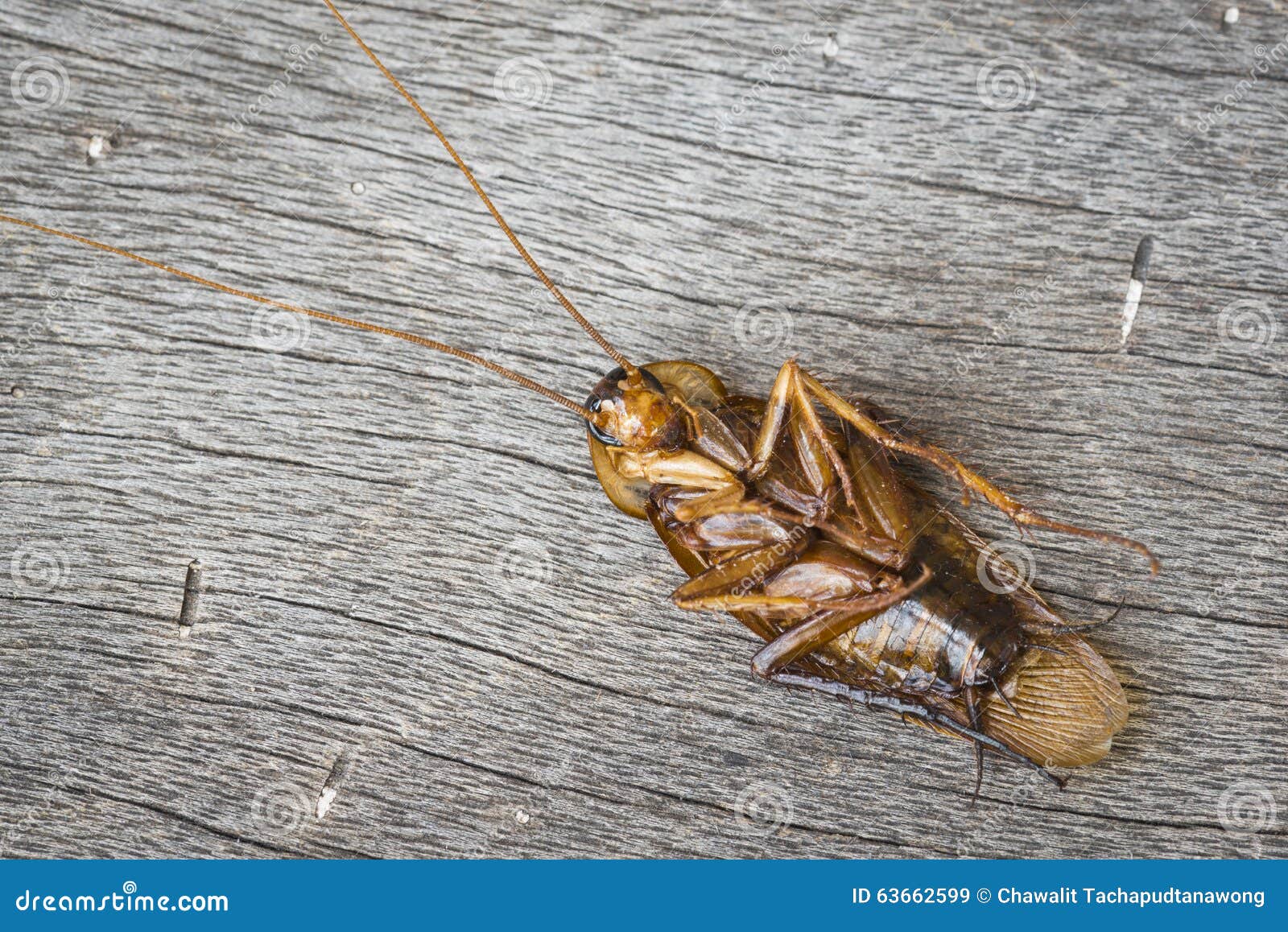 Dead Cockroaches on the Wooden Stock Image - Image of disease ...