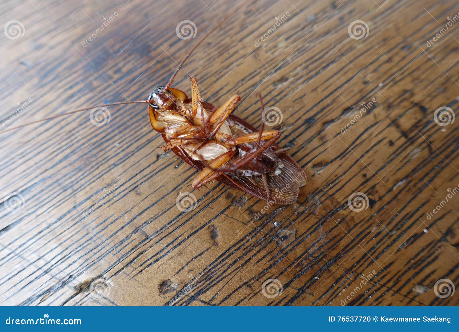 Dead Cockroaches On Grey Background. Concept The Problem In The House ...