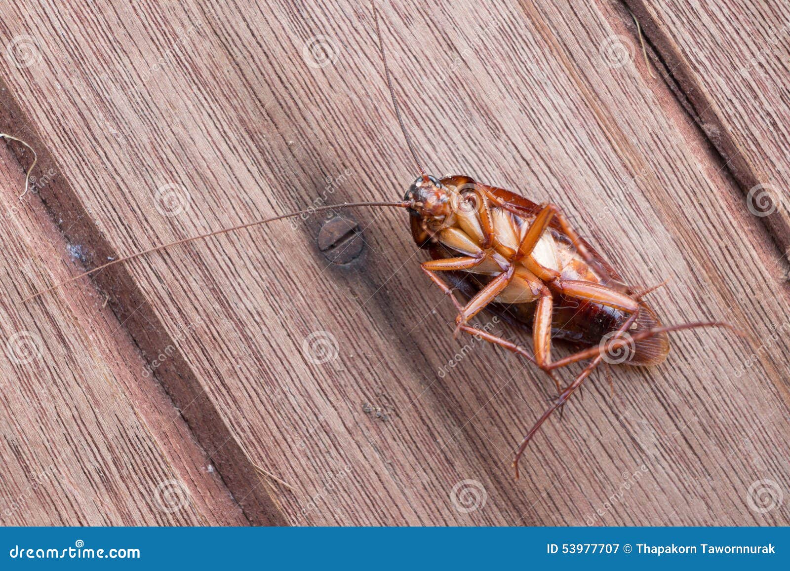 Dead cockroaches stock image. Image of exterminator, health - 53977707