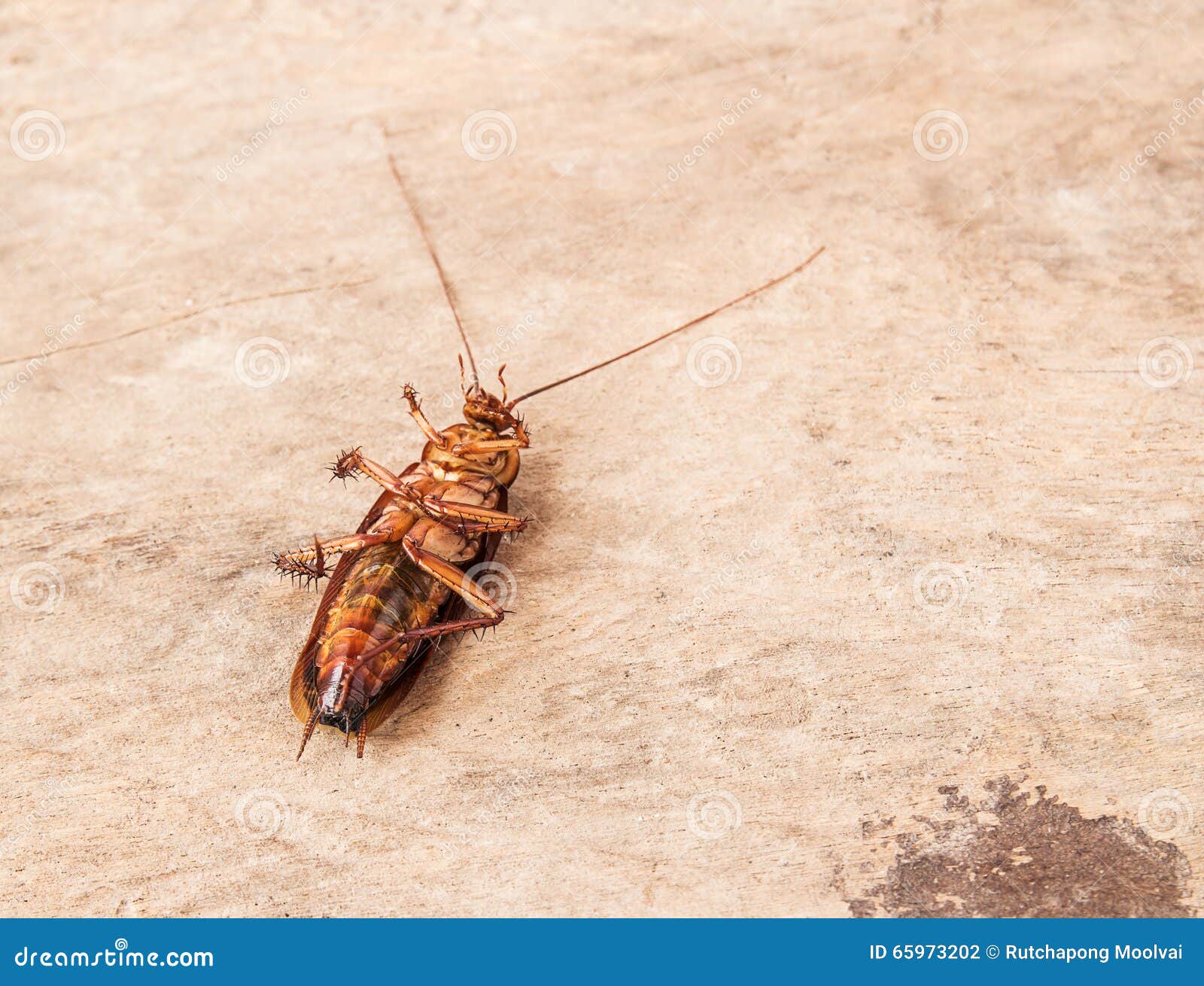 Dead Cockroaches on Wooden Table Stock Photo - Image of insecticide ...