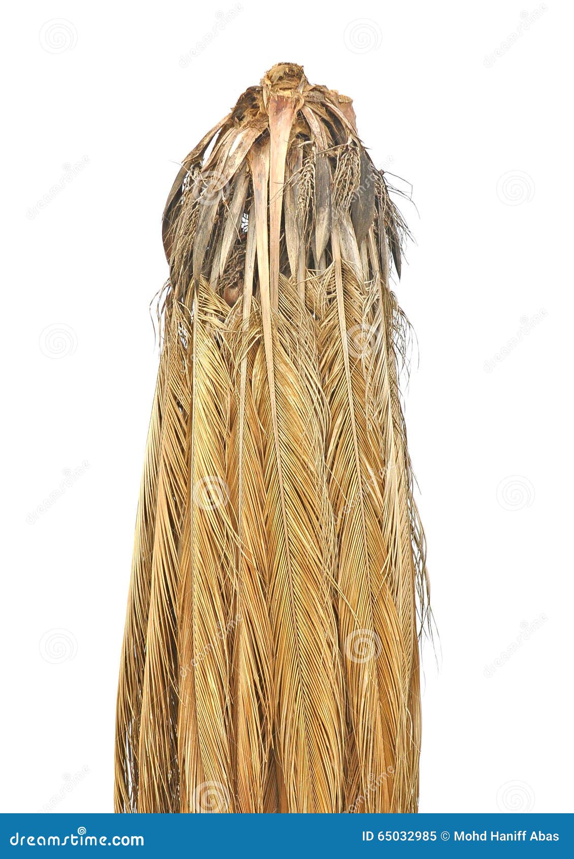 1,119 Coconut Dead Stock Photos - Free & Royalty-Free Stock Photos from ...