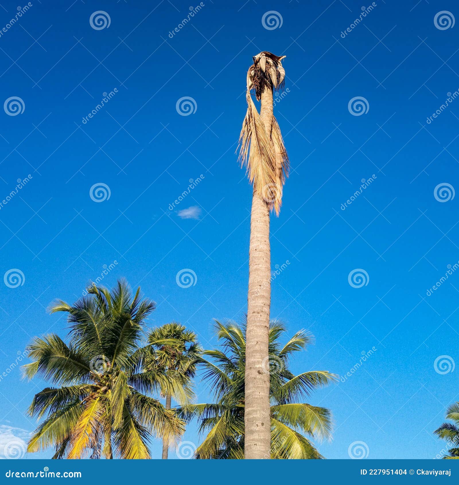 Dead coconut tree. stock photo. Image of monument, beach - 227951404