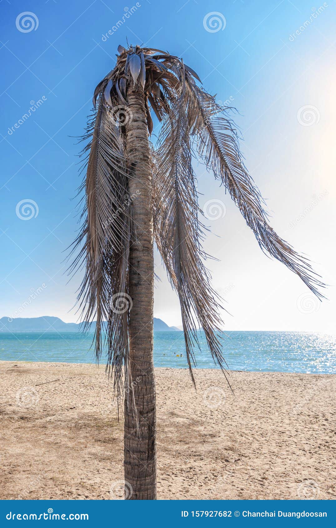 Dead Coconut Tree on the Beach Stock Photo - Image of isolated, sunset ...
