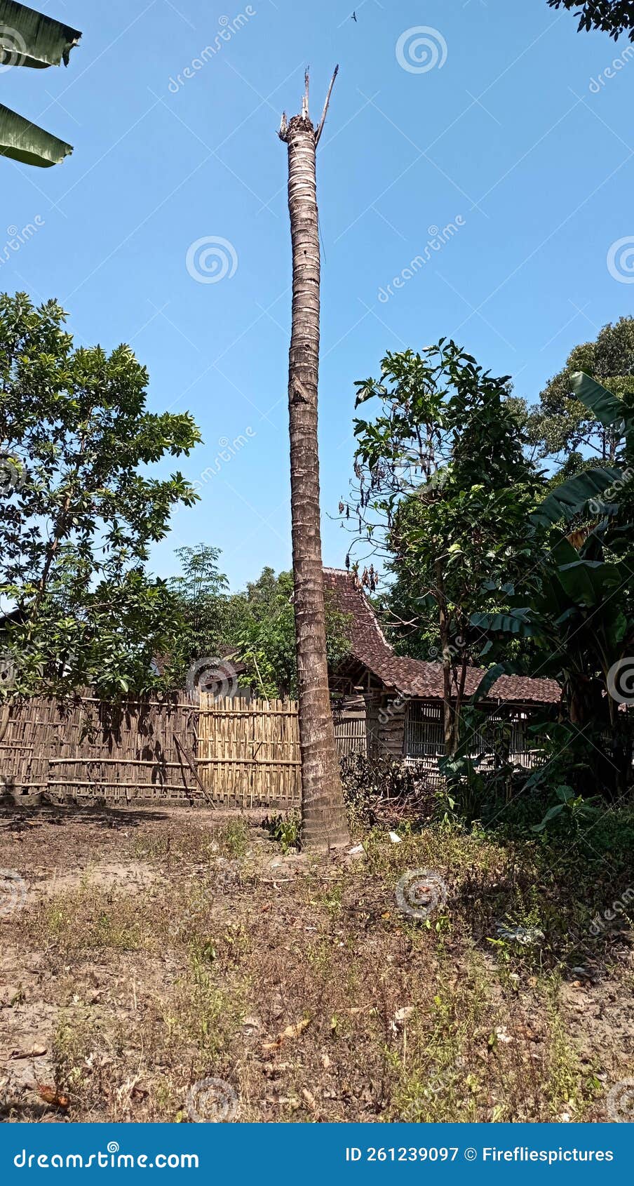 A dead coconut tree stock image. Image of tree, plant - 261239097