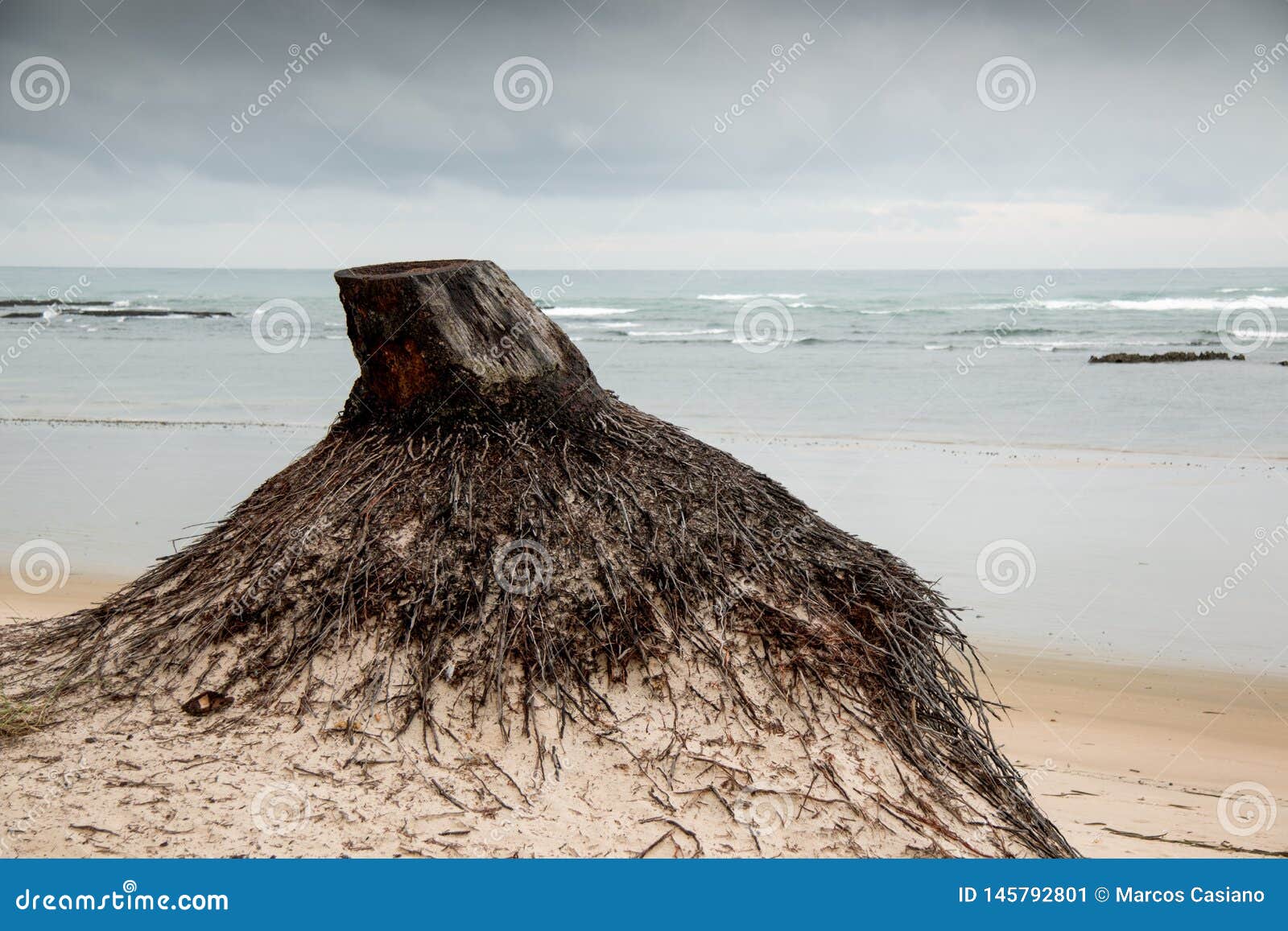 Dead Coconut Tree Stump stock image. Image of brown - 145792801