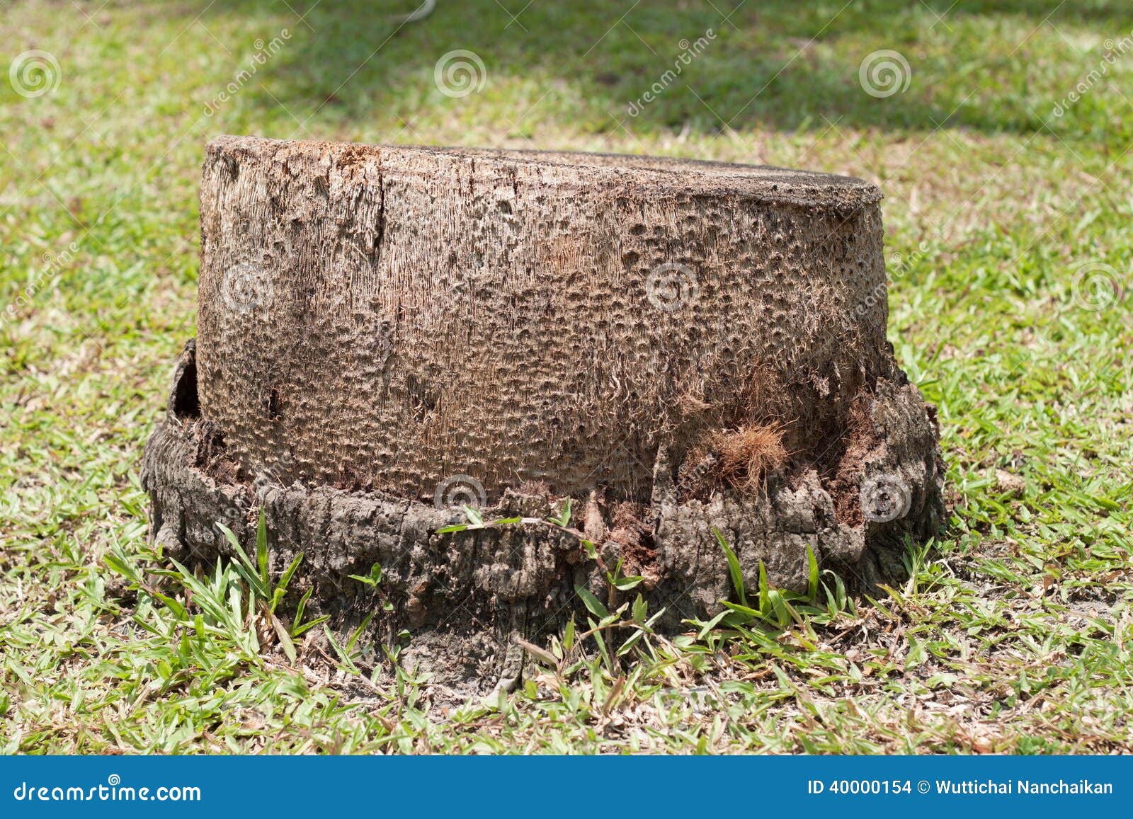 Dead coconut tree stock photo. Image of bark, stem, single - 40000154