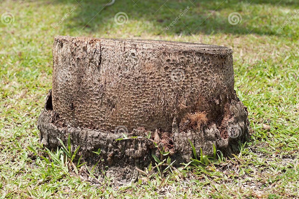 Dead coconut tree stock photo. Image of bark, stem, single - 40000154