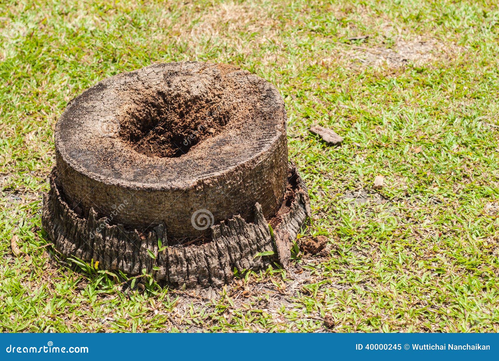 Dead coconut tree stock image. Image of cracked, forest - 40000245