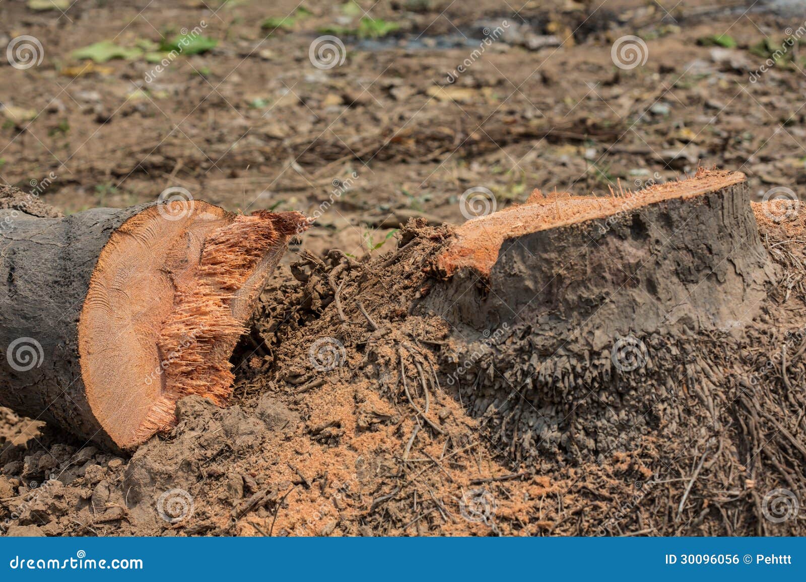 Dead coconut tree was cut stock photo. Image of tree - 30096056