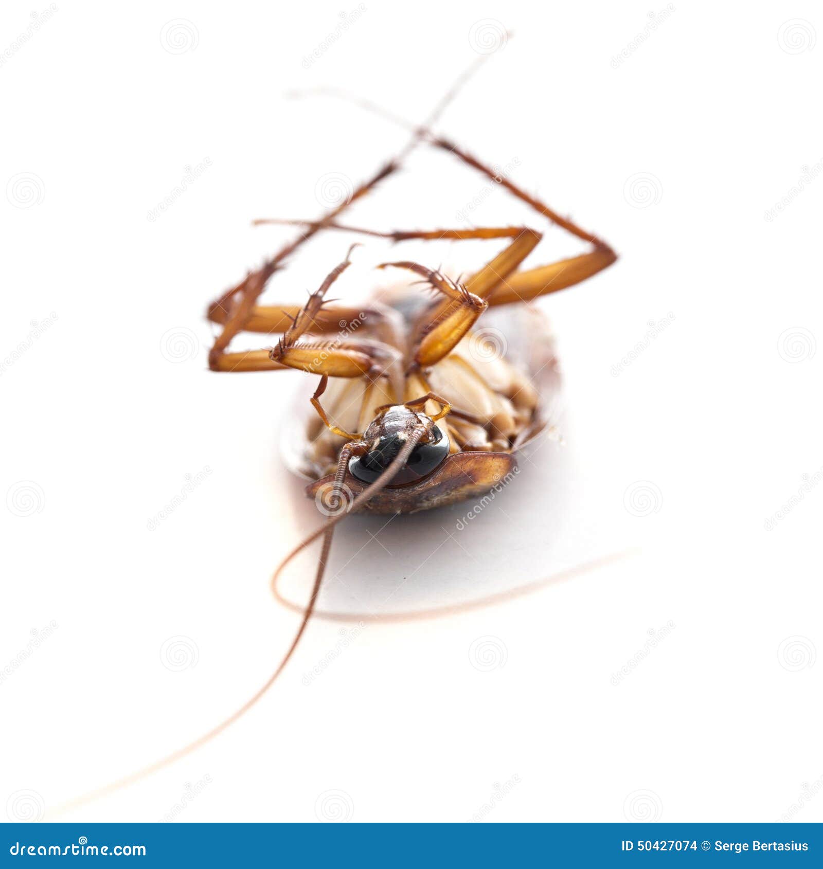 Two Dead Common Toads Lie On The Old Concrete Surface With A Belly Up ...