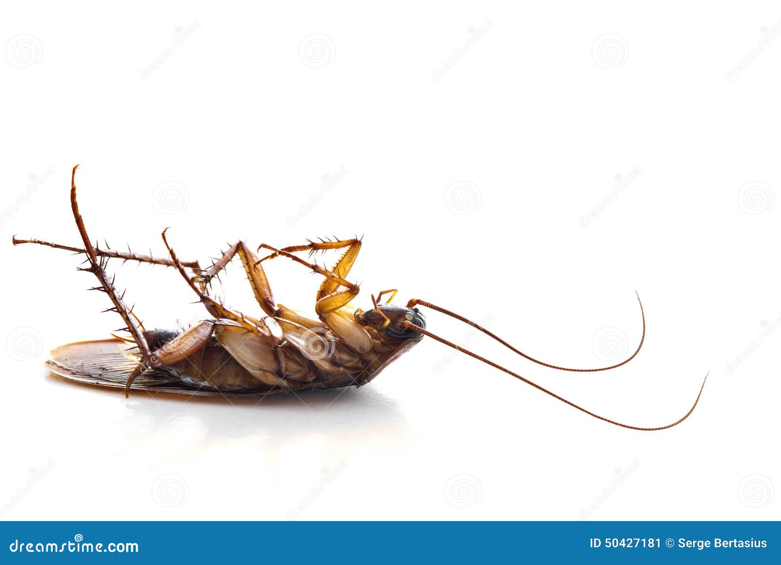 Dead common cockroach stock image. Image of fumigation - 50427181