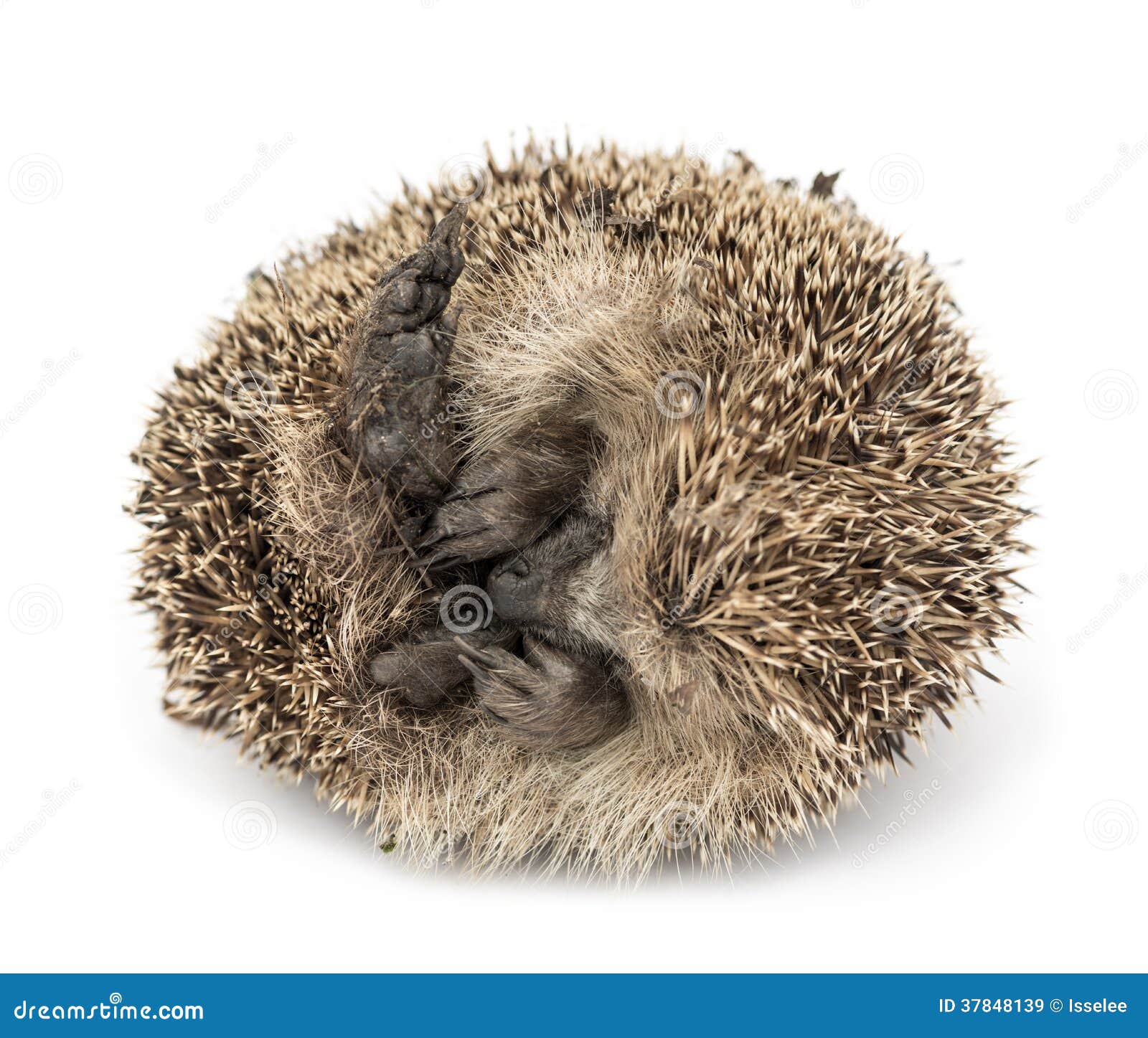 Dead Common Hedgehog, Erinaceus Europaeus Stock Image - Image of shot ...