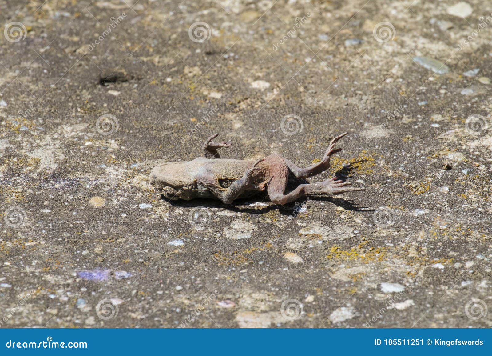 Two Dead Common Toads Lie On The Old Concrete Surface With A Belly Up ...