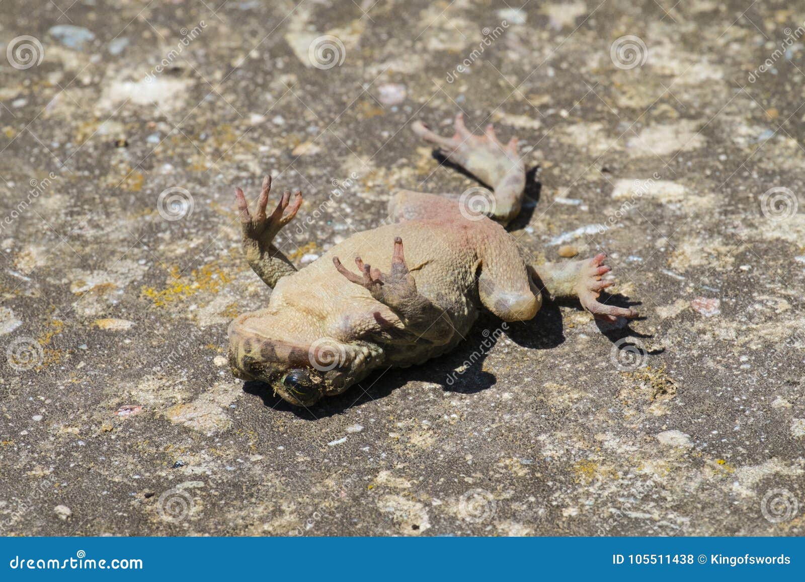 Dead Common Toad Lies on an Old Concrete Surface Stock Photo - Image of ...