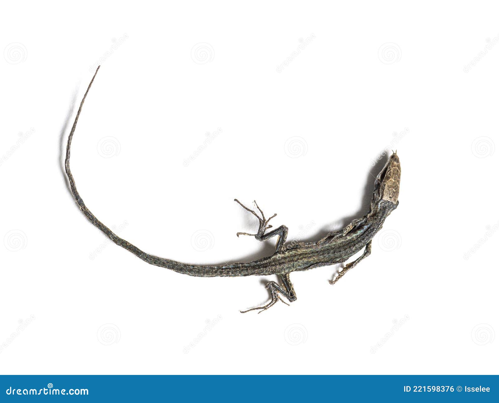 Dead Common Lizard in State of Decomposition Stock Photo - Image of ...