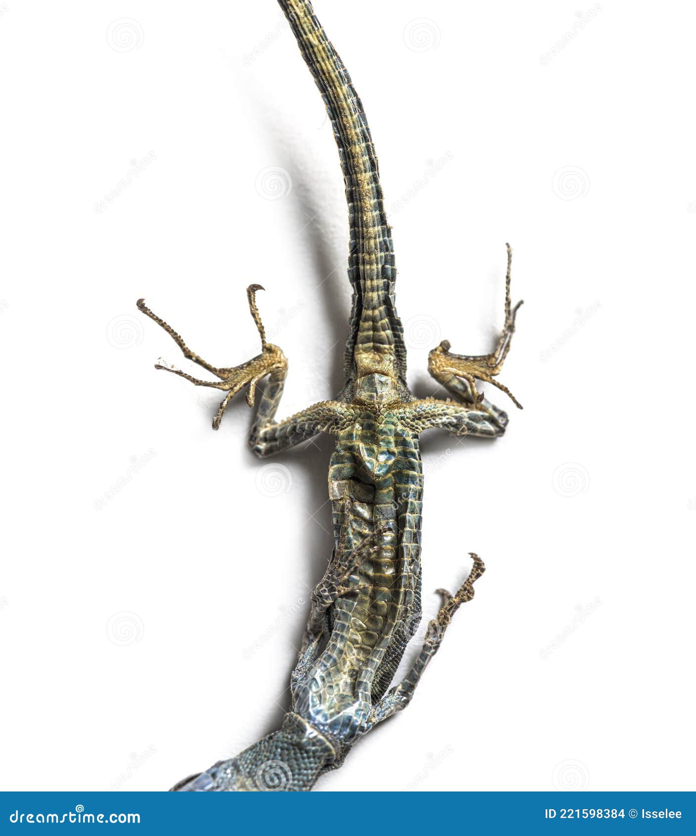 Dead Common Lizard in State of Decomposition Stock Photo - Image of ...