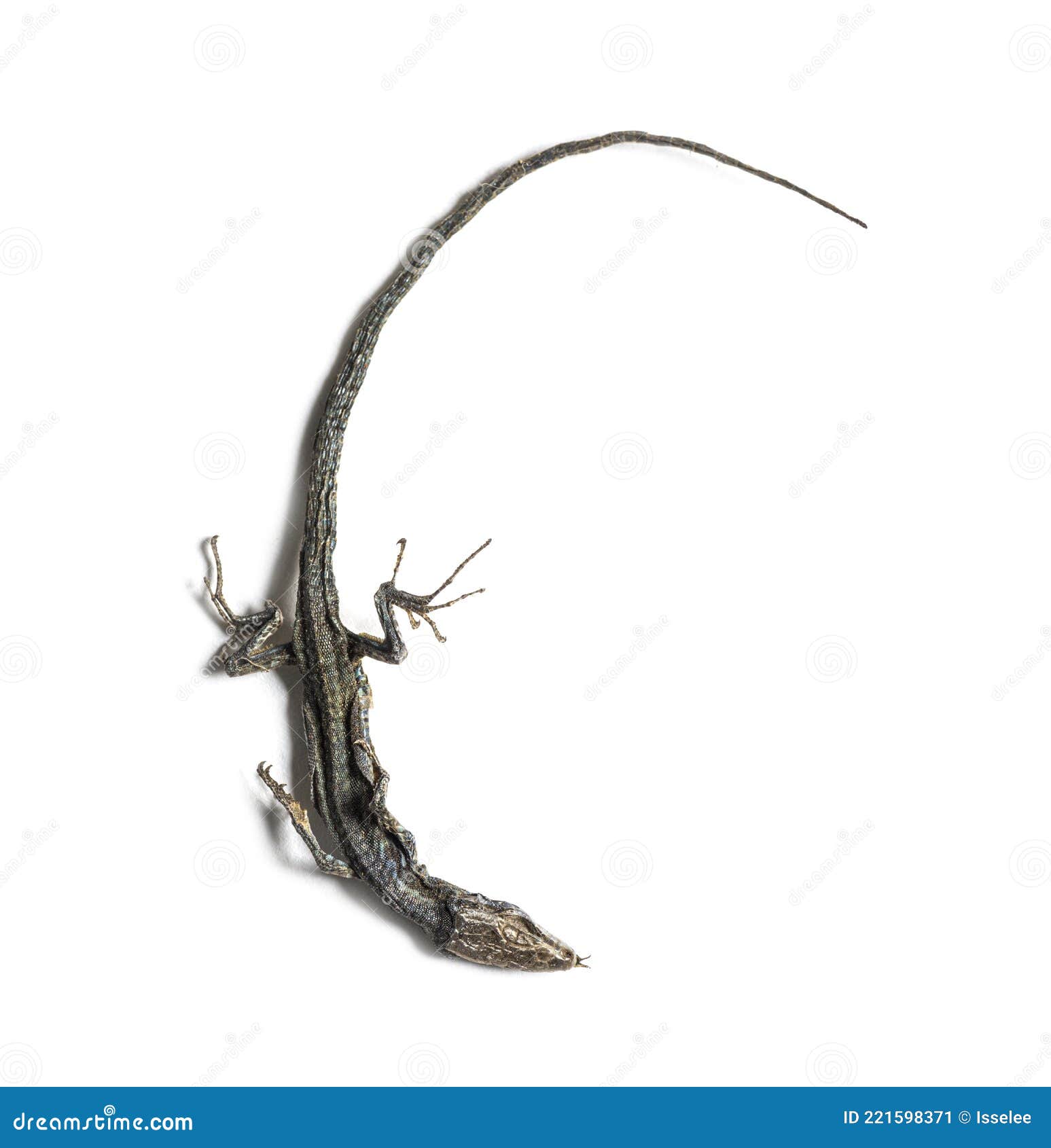 Dead Common Wall Lizard in State of Decomposition Stock Image - Image ...